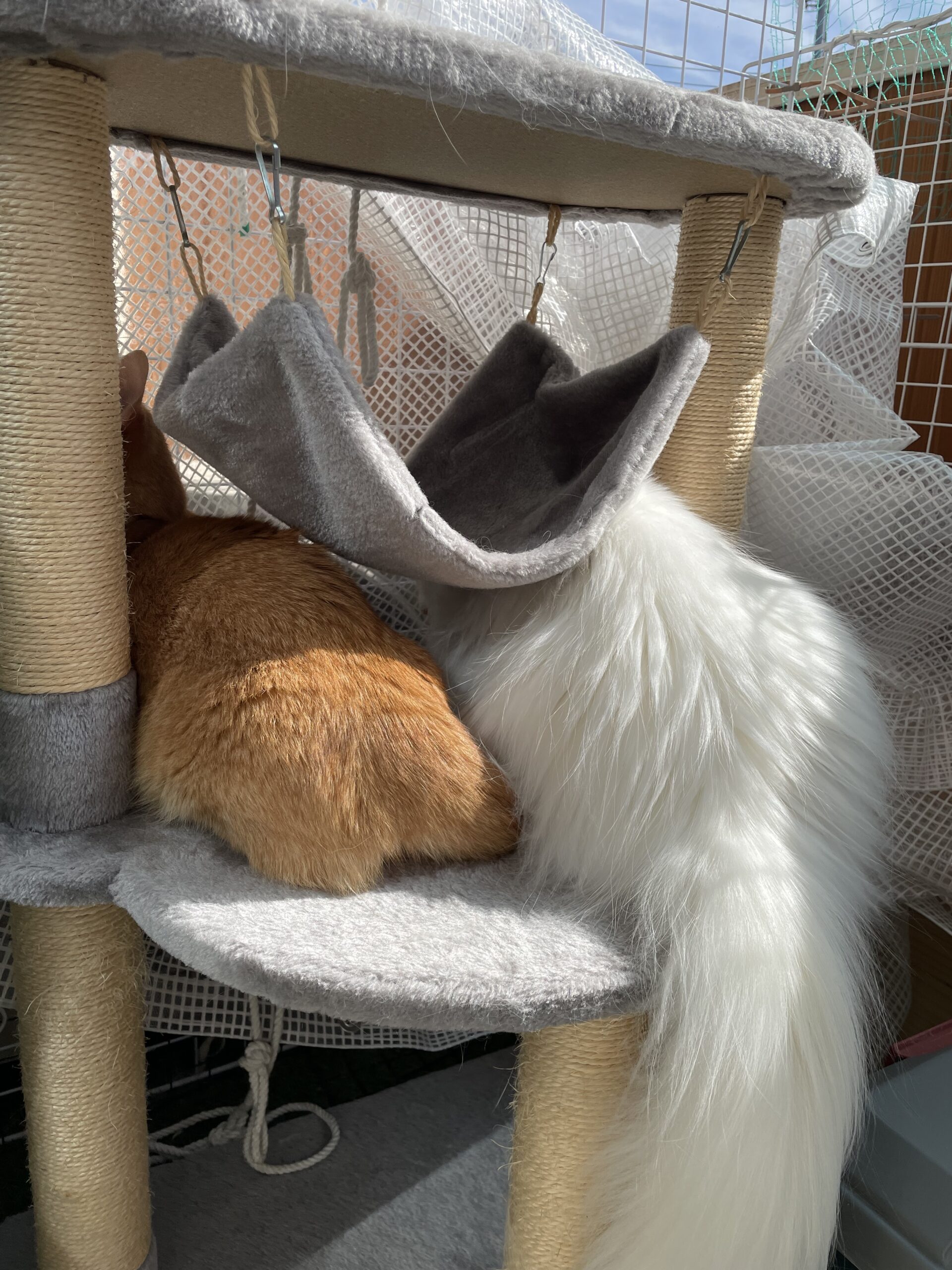 なぜそこに・・・ななちゃんᓚᘏᗢ｜猫さんたちとぼっち女の暮らし