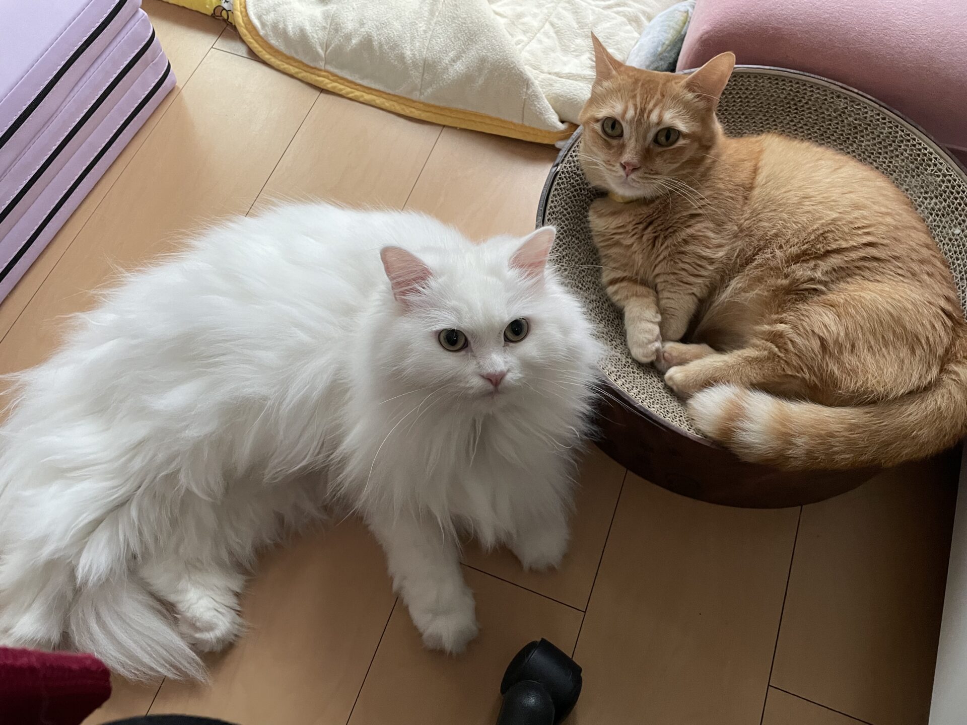 寒くなったのに何も準備ができてなかったᓚᘏᗢ｜猫さんたちとぼっち女の暮らし